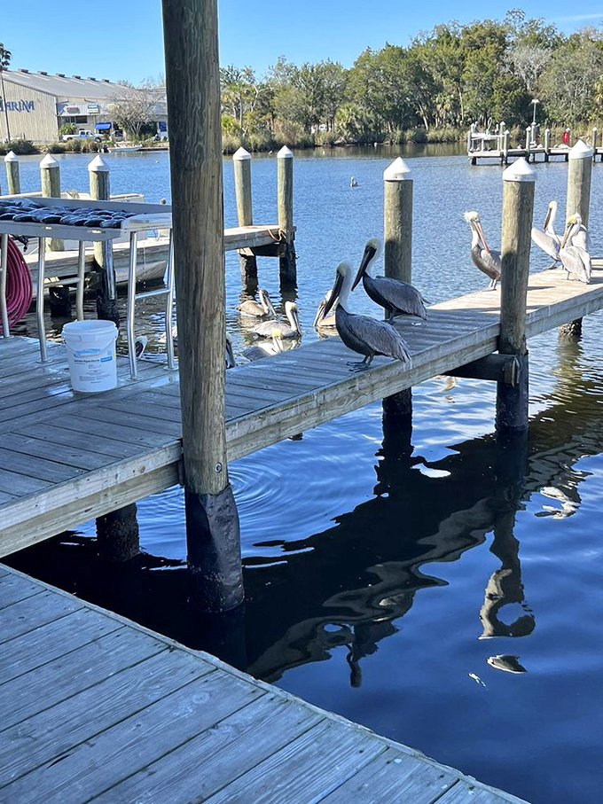 Pelicans: the original snowbirds of Florida. They're just waiting for their turn on Monkey Island.