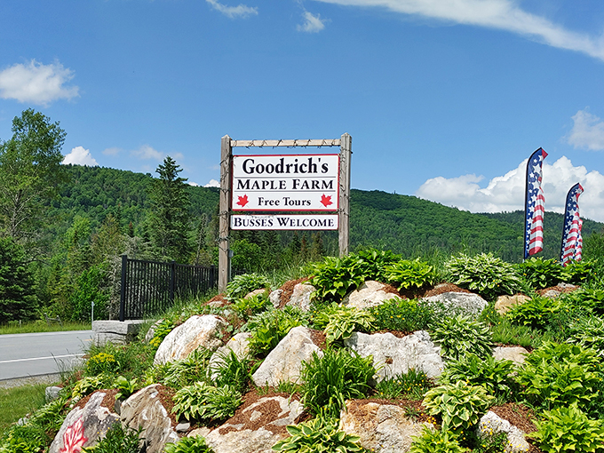 "Free Tours" and "Buses Welcome" - it's like Disneyland for maple enthusiasts! Get ready for the sweetest ride of your life.