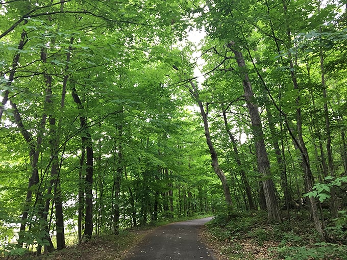 A green cathedral of trees, nature's own masterpiece. It's like walking through a Bob Ross painting, minus the "happy little accidents."