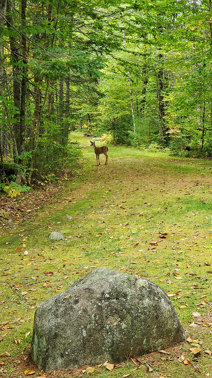 Oh deer! Looks like we've stumbled upon a local resident. No autographs, please &ndash; this celebrity prefers to keep things low-key.