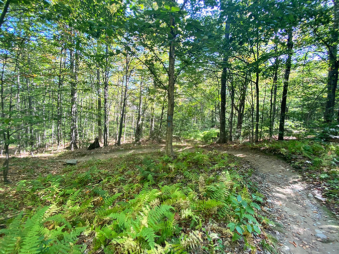 Berry good trails ahead! Feast your eyes on mountain views while working up an appetite.