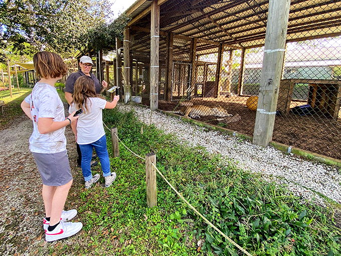 Big cats, bigger personalities. It's like 'The Lion King' meets 'Real Housewives'!