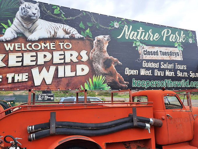 Big cats living large in their golden years. It's like a retirement community, but with more roaring and less bingo.