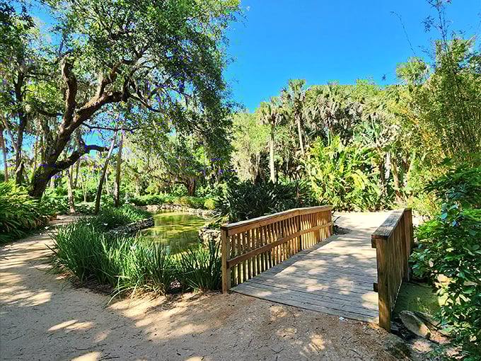 Washington Oaks Gardens State Park: "Mother Nature's bonsai collection? These wind-sculpted oaks are living proof that Florida's got more than just palm trees."