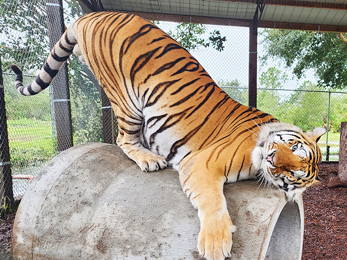 Tiger, tiger, burning bright... and lounging like there's no tomorrow. Talk about cat-titude!