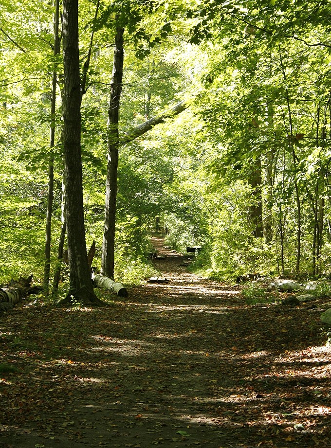 At Equinox, the forest is more diverse than a UN assembly. Keep an eye out for Elephant's Head &ndash; nature's own Rorschach test.