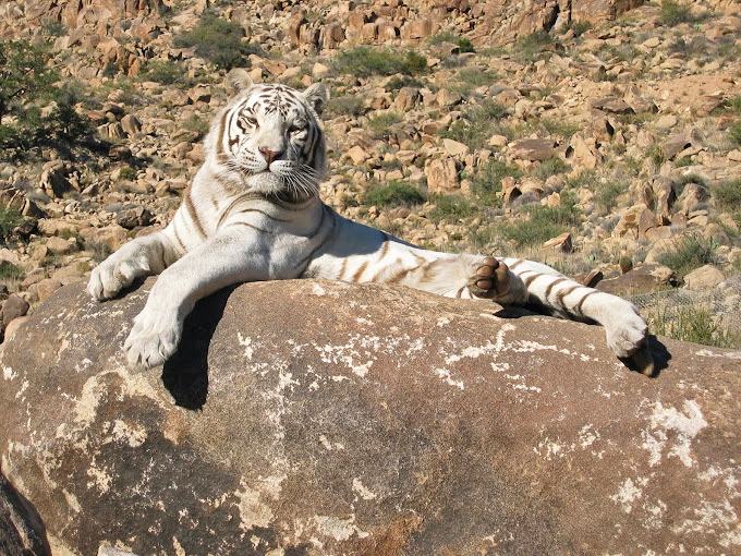 Witness a tiger's dinner time. It's the circle of life, minus the dramatic Lion King soundtrack.