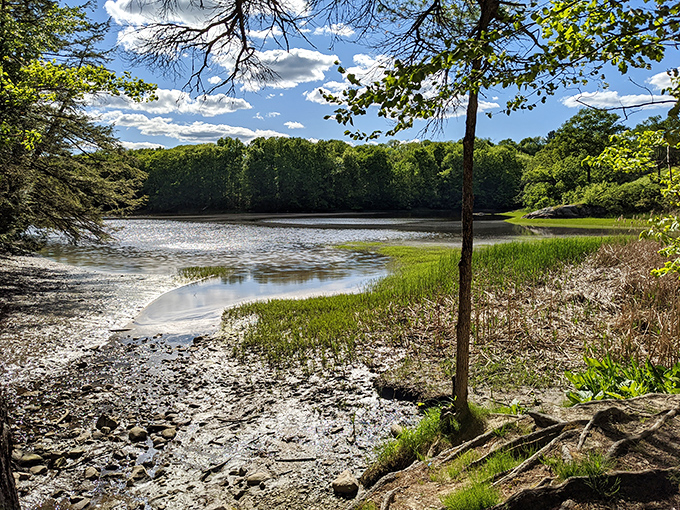 Salmon Falls River at Vaughan Woods: Proving that sometimes, the best air conditioning is a babbling brook and a cool breeze.