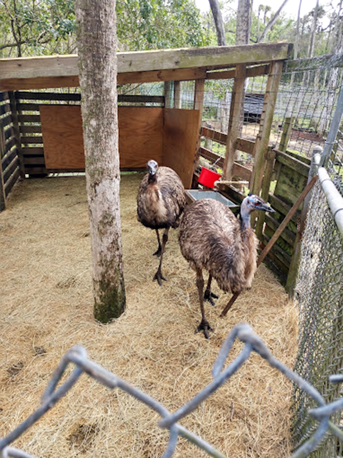 Meet the park's feathered dinosaurs! These cassowaries strut their stuff, reminding us that birds are just dinos with a better PR team.
