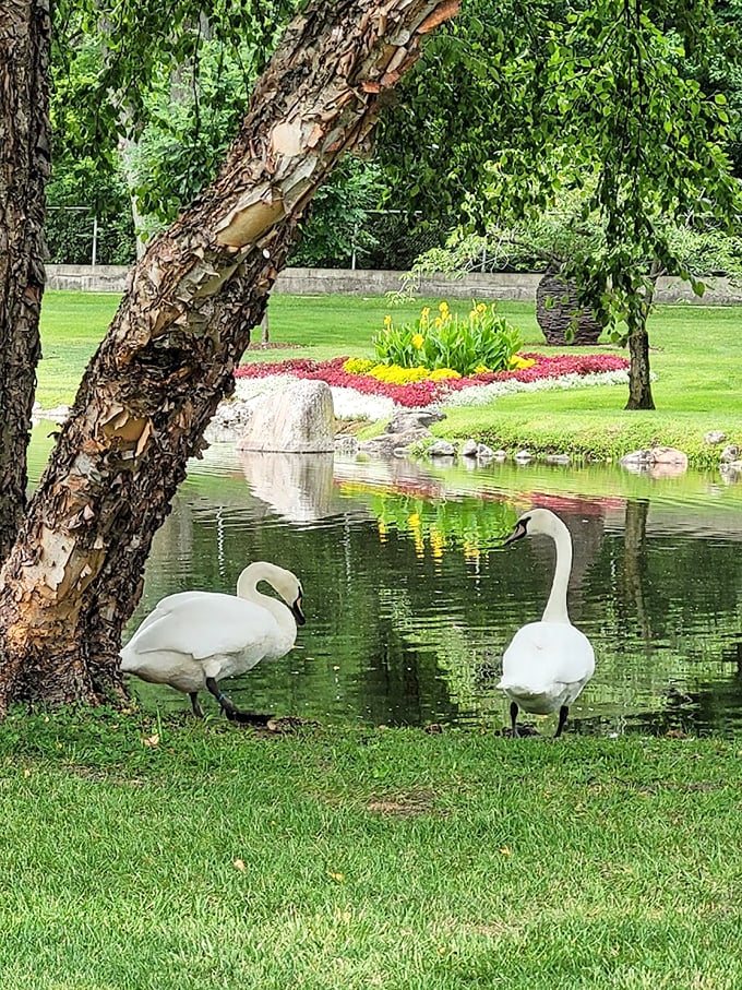Feathered friends welcome. These elegant swans add a touch of living grace to the already picturesque scene.