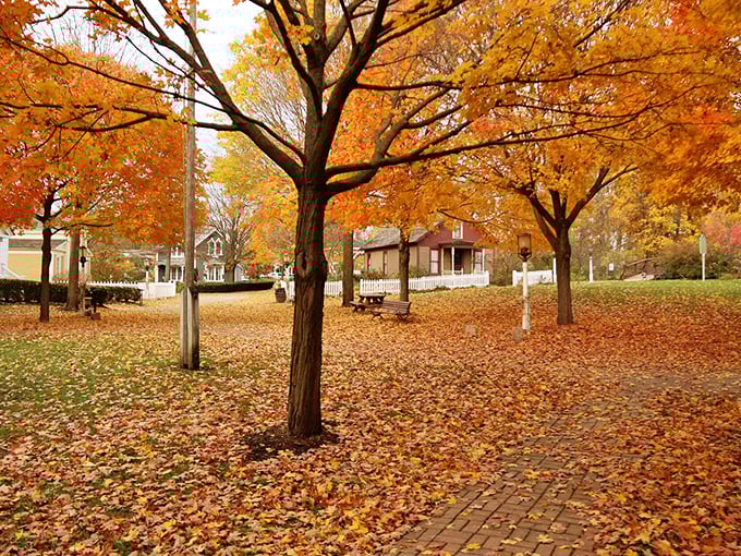 Nature's confetti party! Fall in Michigan paints the town red... and orange, and yellow. It's like the trees are trying to outdo each other.