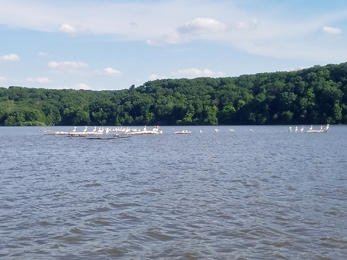 "Feathered festival on the water! These birds are putting on a show that rivals any Broadway production."