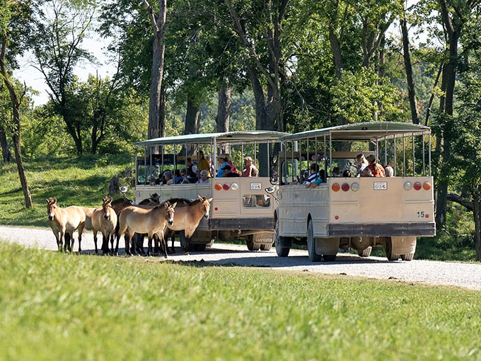 "All aboard the savanna express! These antelopes are giving the tour group a proper Ohio-style welcome wagon."