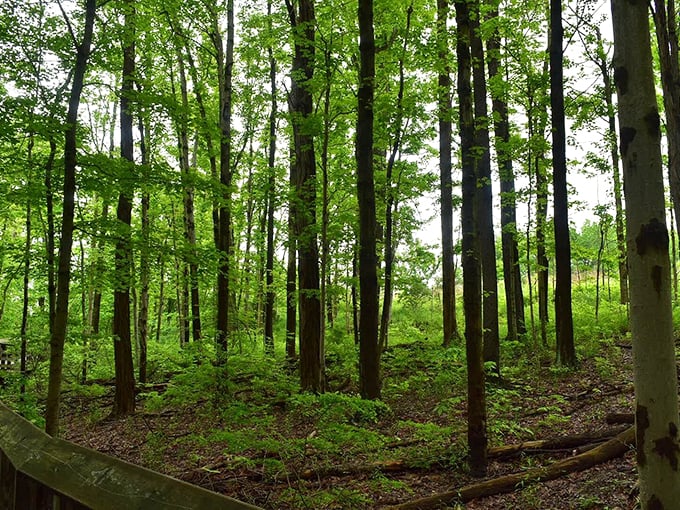 Welcome to the green room! This lush forest setting is Mother Nature's VIP lounge, where every tree is a celebrity in its own right.