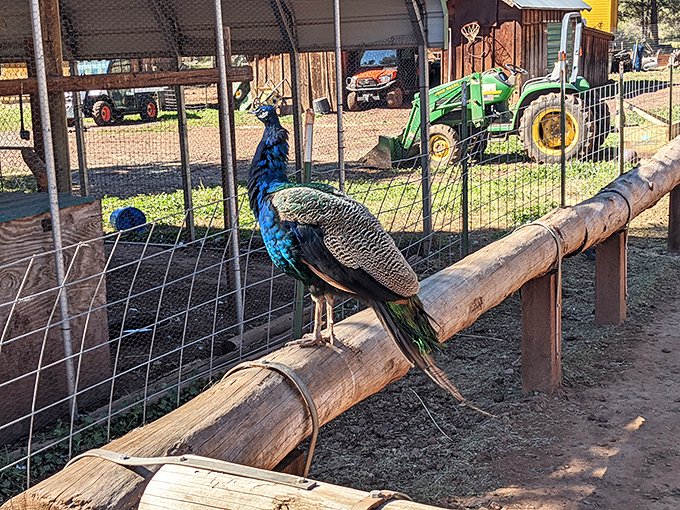 This peacock's strutting his stuff like he's on nature's own runway. Work it, bird!