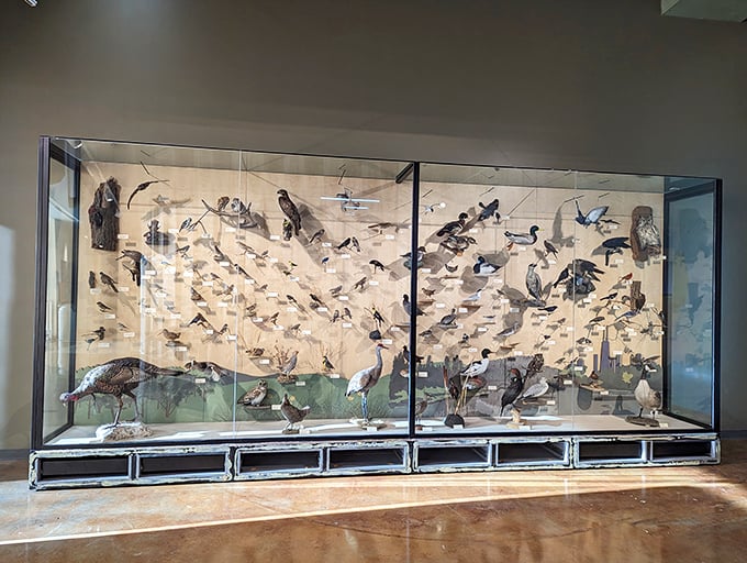 A bird's-eye view of avian diversity! This impressive display brings Chicago's feathered residents to life, minus the surprise "gifts" from above.