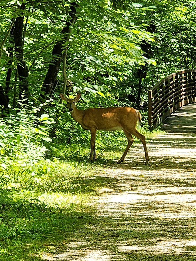 Oh deer! This four-legged local is clearly auditioning for the next Disney movie. Someone get this guy an agent!