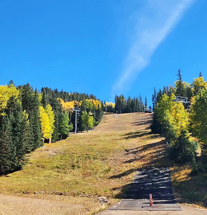 Summer at Snowbowl: Where the hills are alive with the sound of... mountain bikers and hikers enjoying nature's rollercoaster. No snow? No problem!