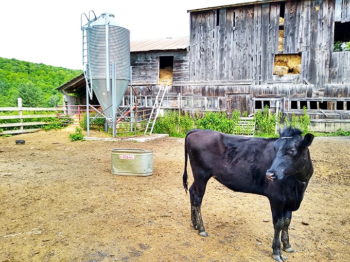 Meet the real stars of Sugarbush Farm: These bovine beauties are the unsung heroes behind your cheese plate.