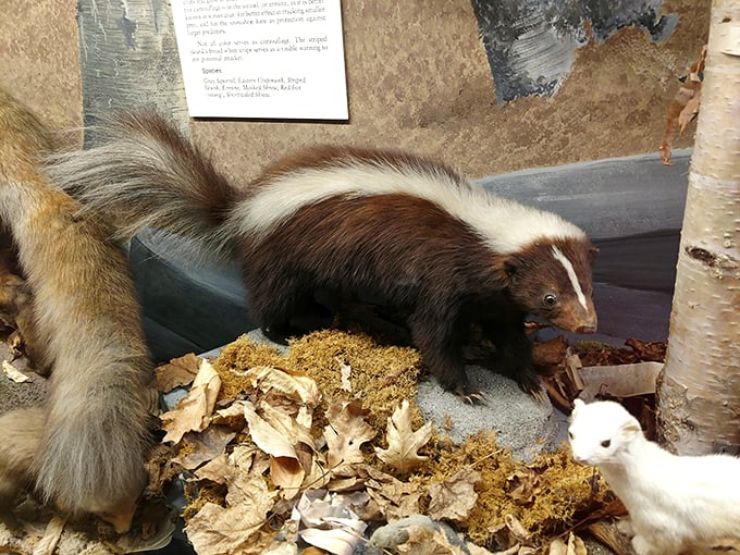 No, it's not a fluffy tail attached to a ferret. Meet the skunk, nature's own walking air freshener (use with caution).