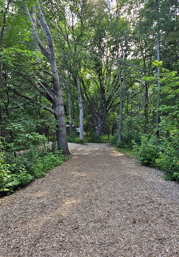 Follow the yellow brick... er, wood chip road! The trail to Benny winds through a forest straight out of a storybook.