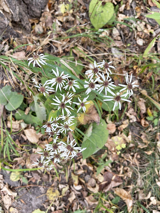 Nature's confetti! These wildflowers are like tiny cheerleaders, rooting for you to finish your hike.
