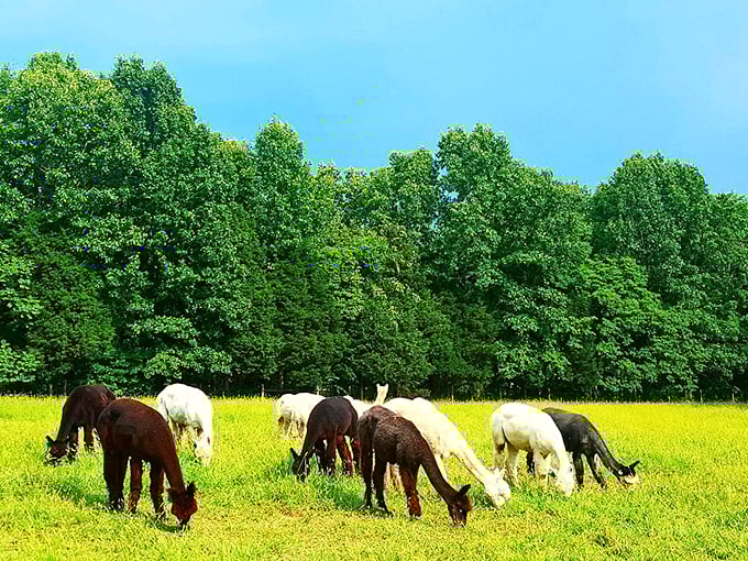 Explore the incredible, quirky village of Makanda, Illinois! This small town is packed with unique history.