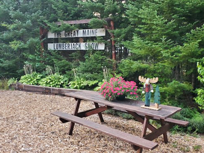 From highways to hewing! This rustic arena at Timber Tina's is your ticket to authentic Maine entertainment.