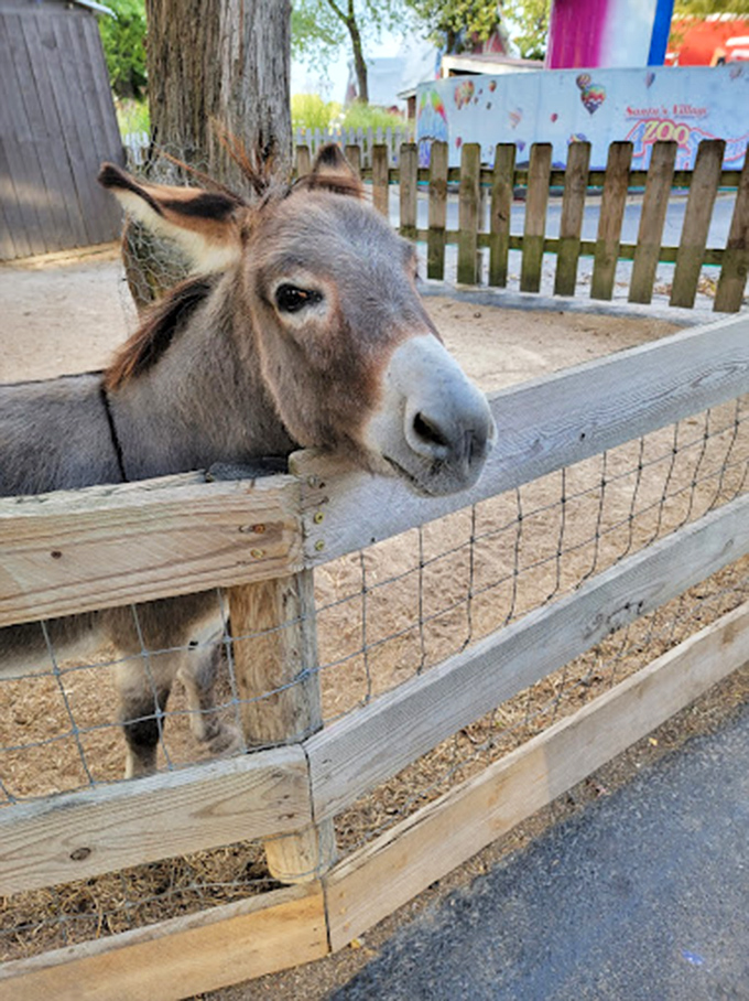Meet your new best friend! This donkey's got an ear for gossip and a nose for carrots.