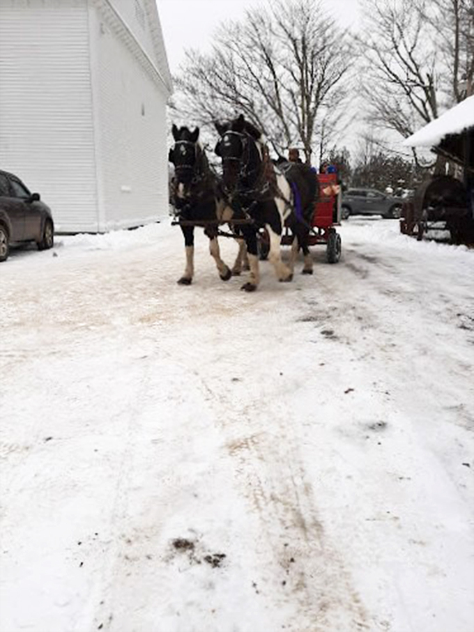 Dashing through the snow: These horses are giving Rudolph a run for his money. Santa, take notes!