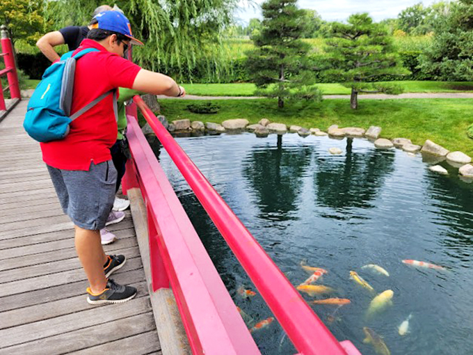 Feeding time at the koi corral! Watch these living jewels turn a peaceful pond into an aquatic mosh pit.