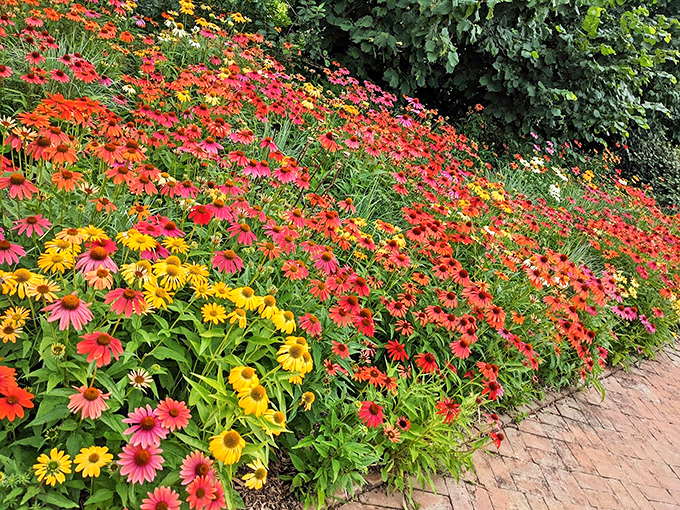 "Nature's confetti." These vibrant blooms are like a celebration in flower form. Mother Nature's own ticker-tape parade!