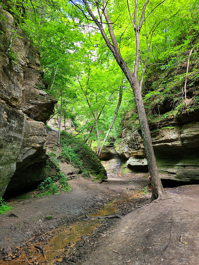 A green cathedral where the sermons are whispered by leaves and the choir is a symphony of birdsong.