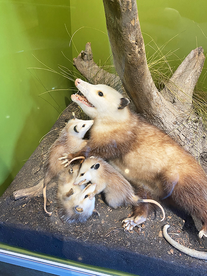 "And I call this pose 'The Minnesotan Sunbather'." These opossums are giving us serious #SquadGoals vibes.