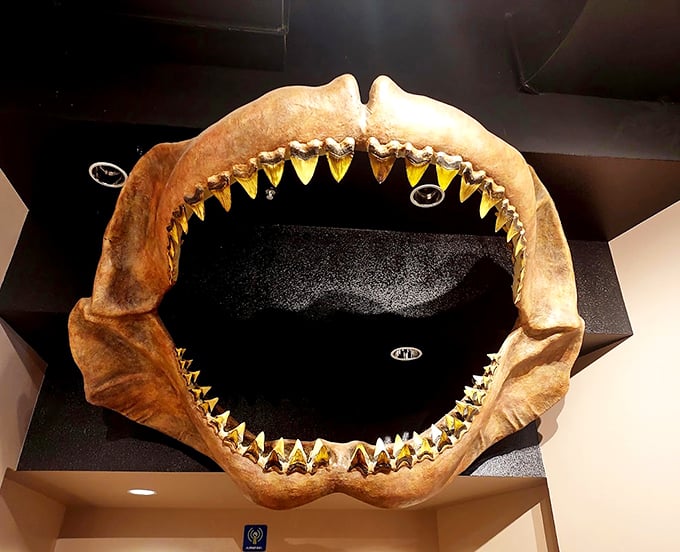 Jaws of life? More like jaws of "yikes!" This megalodon mouth could swallow a submarine sandwich... and the submarine.