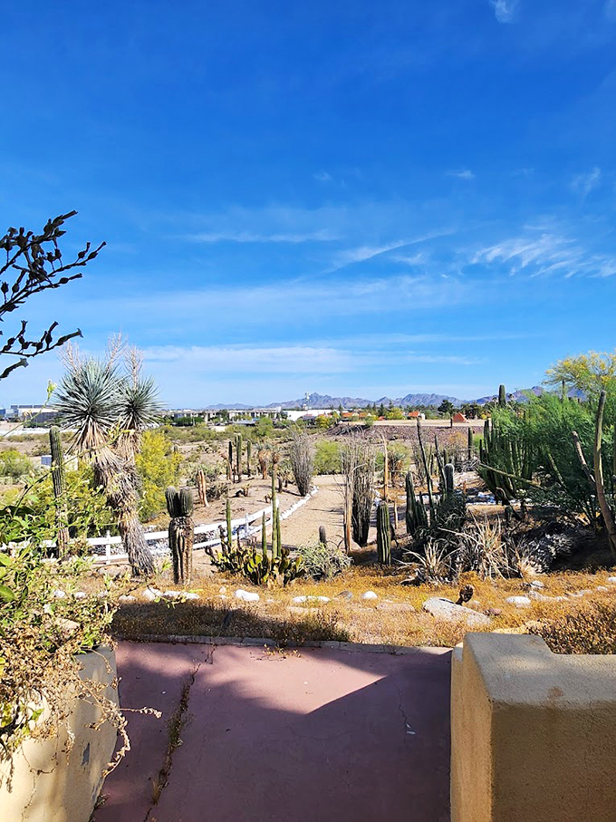 Cacti as far as the eye can see - nature's own version of "please don't touch the art." A prickly paradise indeed!