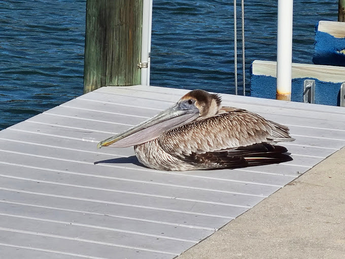 Pelican's perch: "Paint me like one of your French birds," said the pelican, striking a pose worthy of a Florida postcard. Wildlife watching just got more entertaining!
