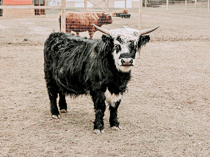 This fluffy calf is channeling its inner model. "Blue Steel" has nothing on this "Moo Steel" look!