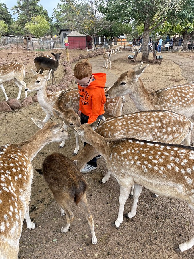 It's a deer hugger's dream come true! This little guy is living out every animal lover's fantasy.