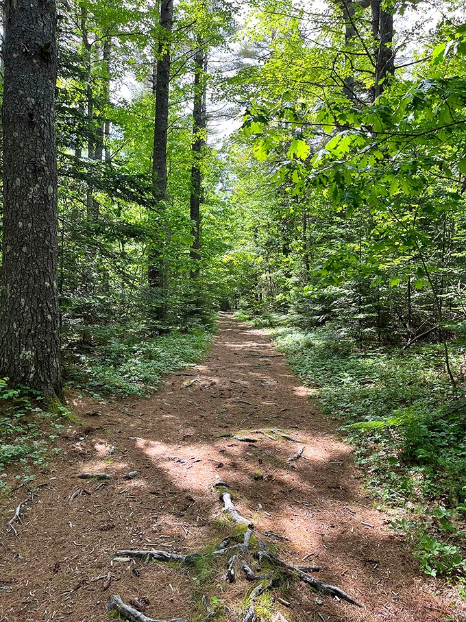 "Into the woods, without the singing." This trail invites you to channel your inner Thoreau, just with better shoes and bug spray.