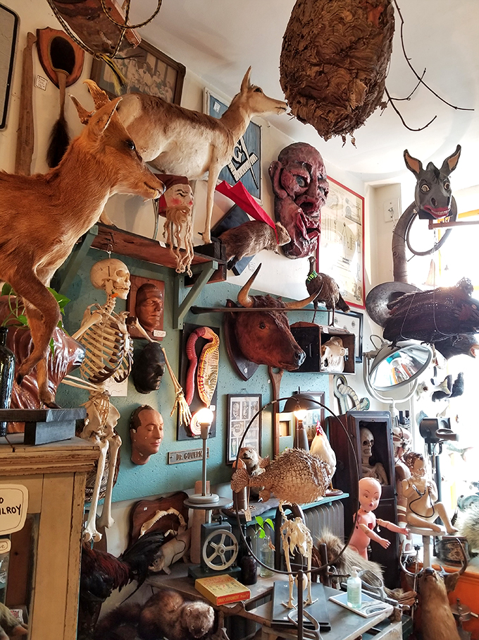It's a regular animal house in here! From antlers to taxidermy, this menagerie tells tales of the wild side of life—and afterlife.