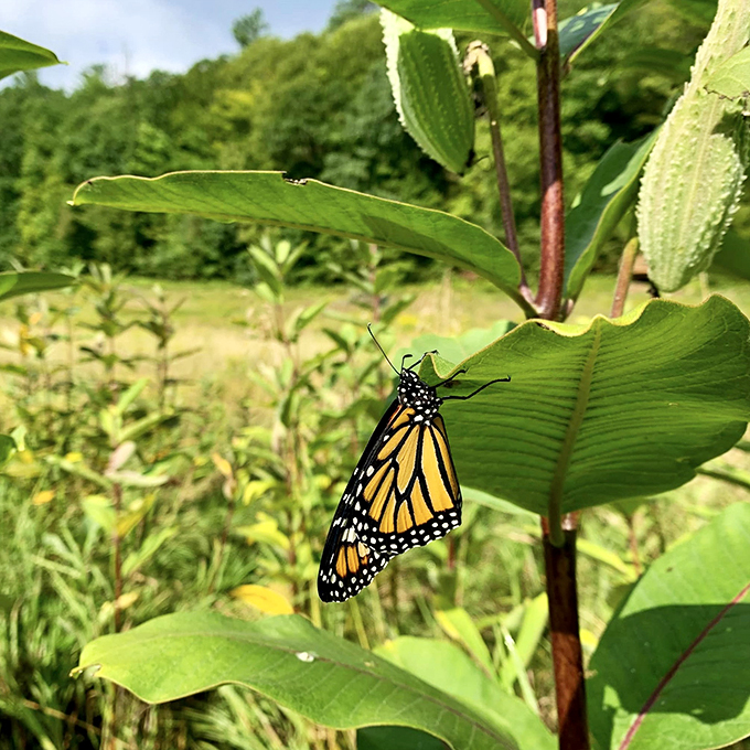 Nature's stained glass window. This monarch butterfly is putting Tiffany lamps to shame with its delicate beauty.