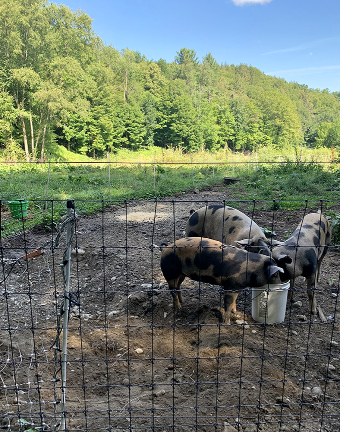 These piggies aren't going to market &ndash; they're living their best life at Retreat Farm. Talk about high on the hog!
