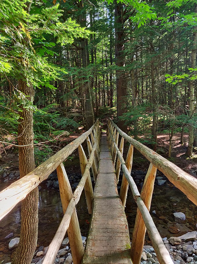 Take a walk on the wild side! This forest trail invites visitors to become nature detectives, uncovering Vermont's hidden treasures.