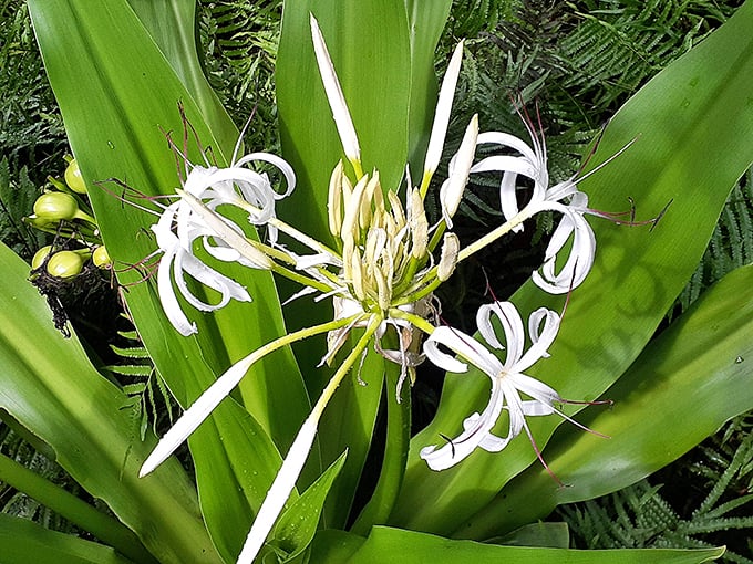 Nature's fireworks display: This wildflower puts on a show that rivals any 4th of July spectacle. No earplugs required!