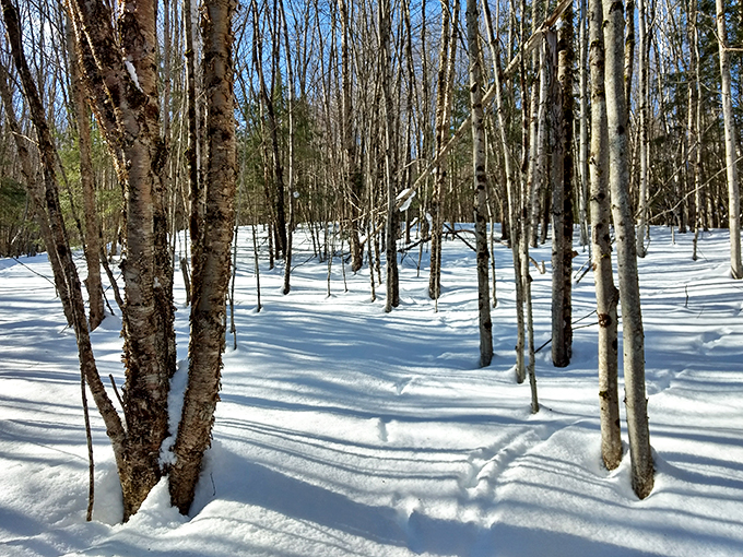 Winter wonderland or botanical snow globe? Either way, this frosty scene is so magical, you'll half expect Elsa to pop out and start singing.