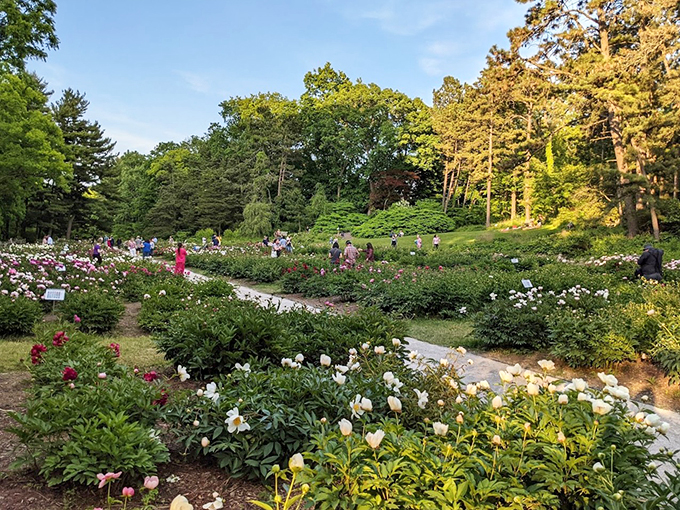 The Arb's floral finale. This peony extravaganza is like nature's fireworks display&mdash;spectacular, but with less noise and more fragrance.