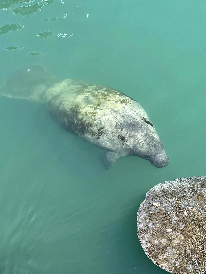Sea cow central! Where the pace is slow, and the cuteness factor is off the charts.