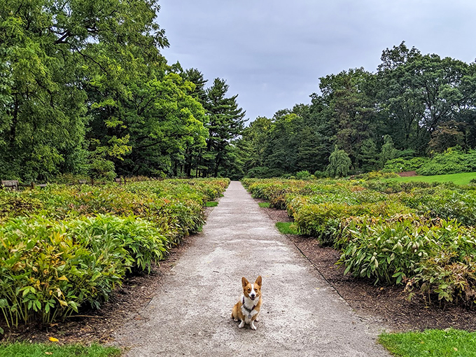 Nichols Arboretum's canine tour guide. This pup knows the best spots for sniffing&mdash;and for impromptu Jane Austen-style romantic encounters.