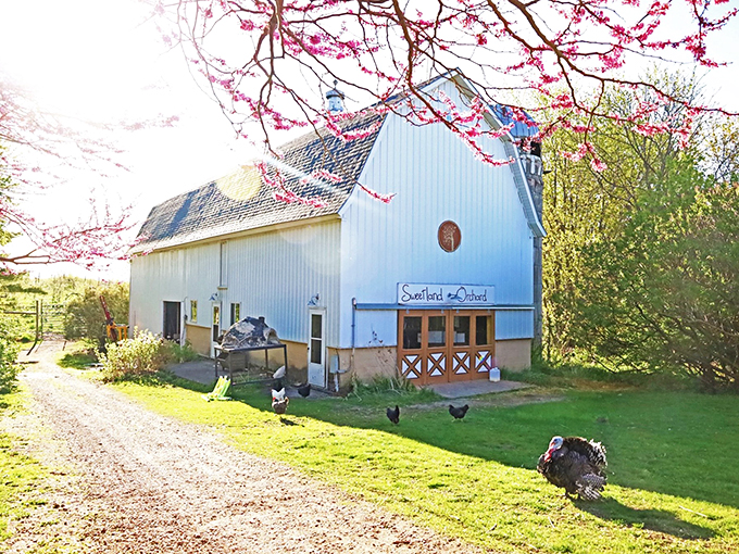 Picture-perfect barn? Check. Delicious cider? Double-check. Sweetland is your ticket to orchard bliss.